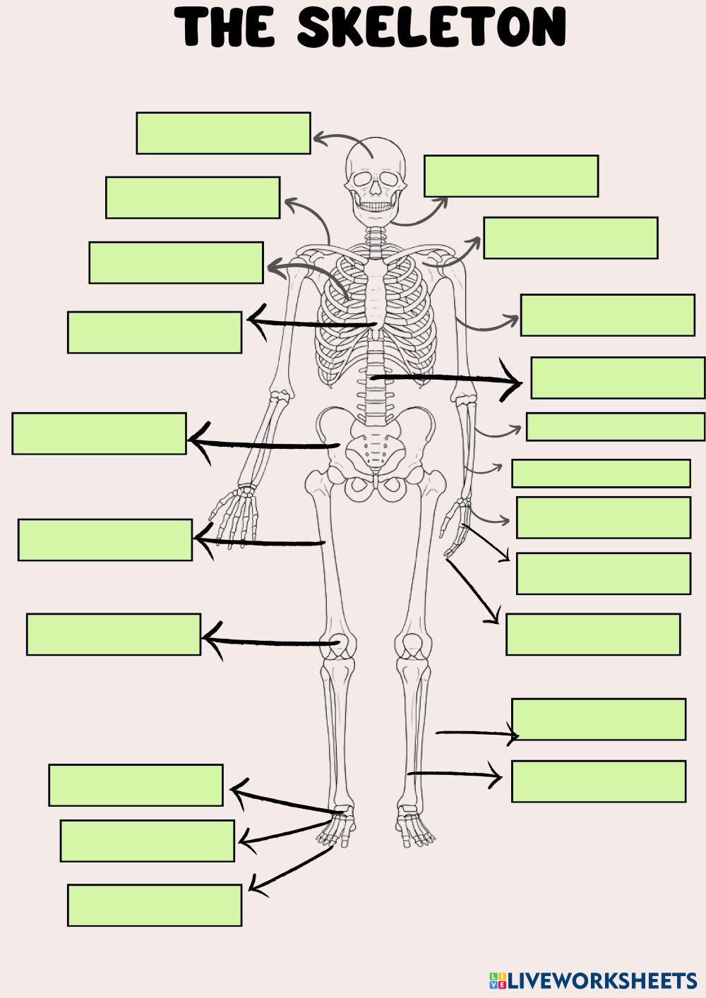 7412374 | THE SKELETON | Ana_2626 | LiveWorksheets