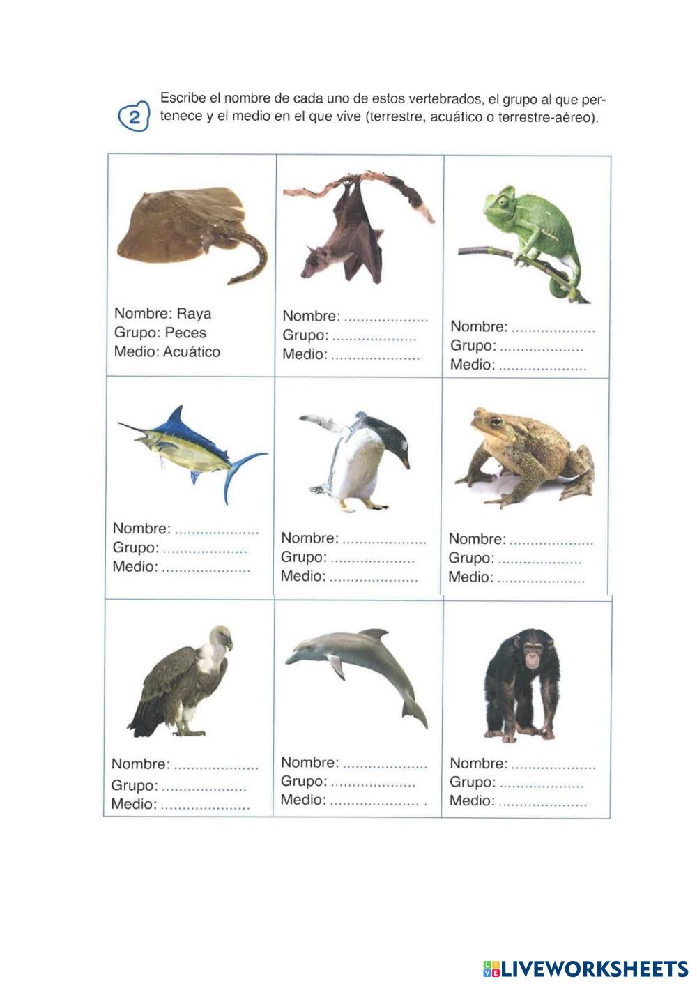 VERTEBRADOS 1º … | Free Interactive Worksheets | 7412578