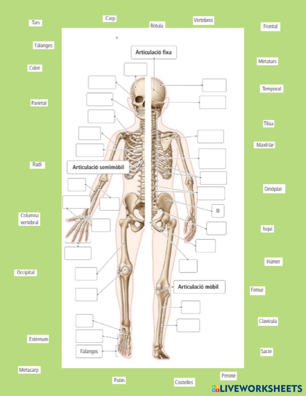 L'ESQUELET | Live Worksheets