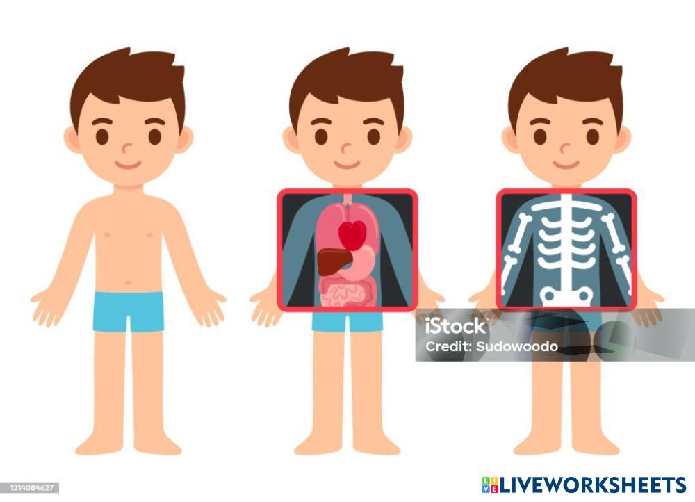 The body | Live Worksheets