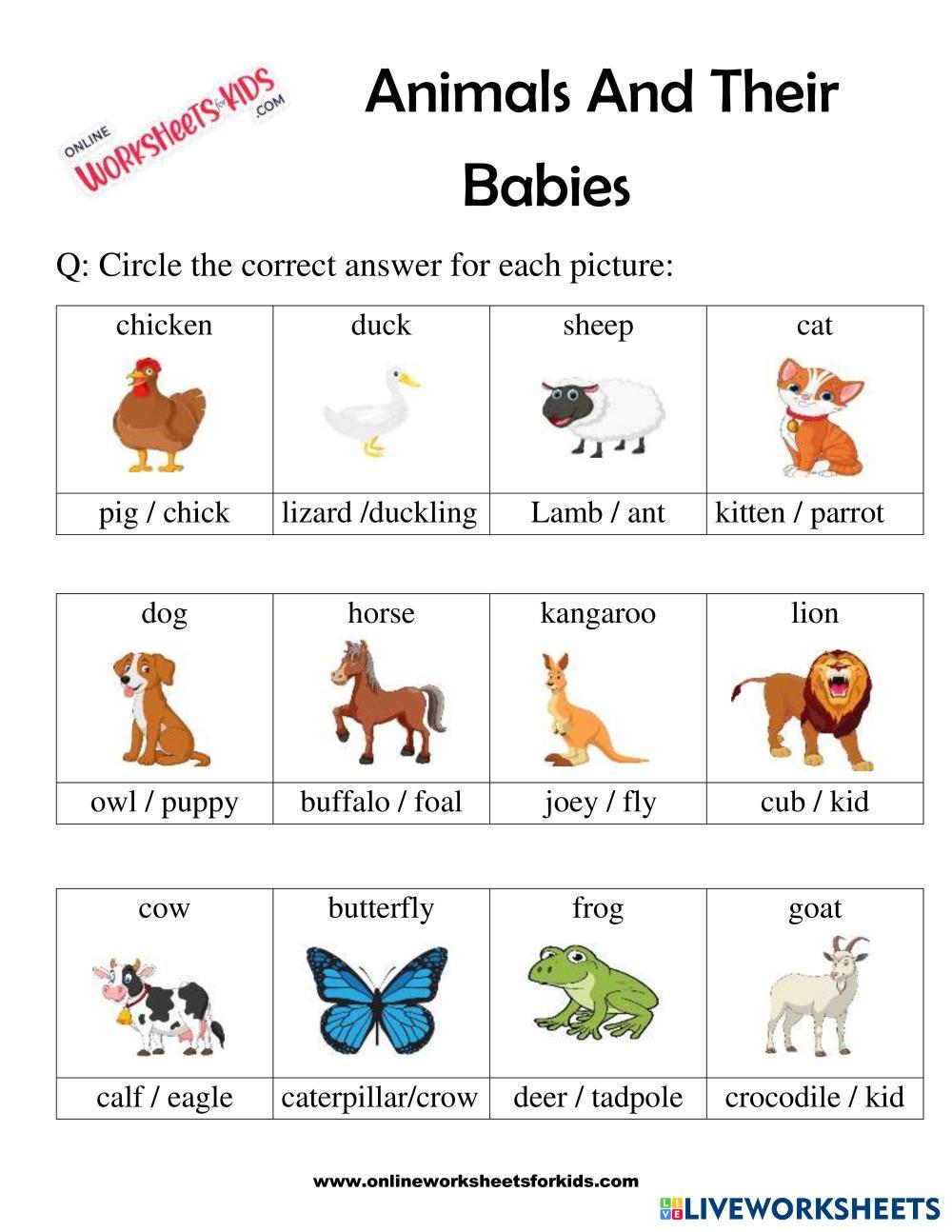 Animals | Live Worksheets