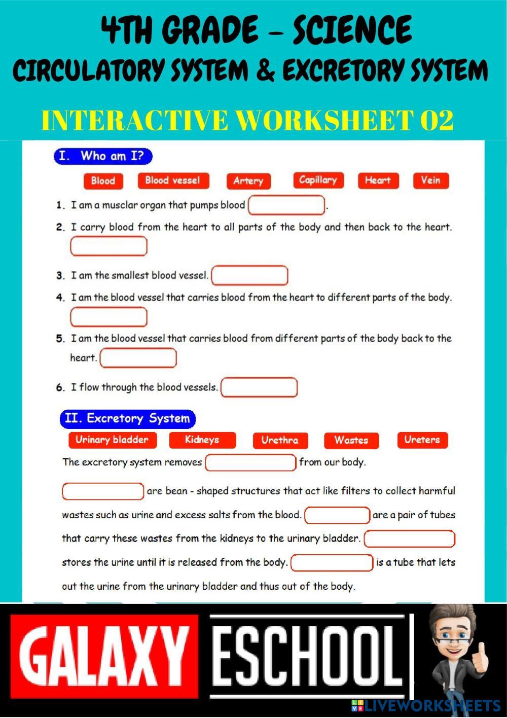 7112100 | 4th-science-ps02-circulatory system & excretory