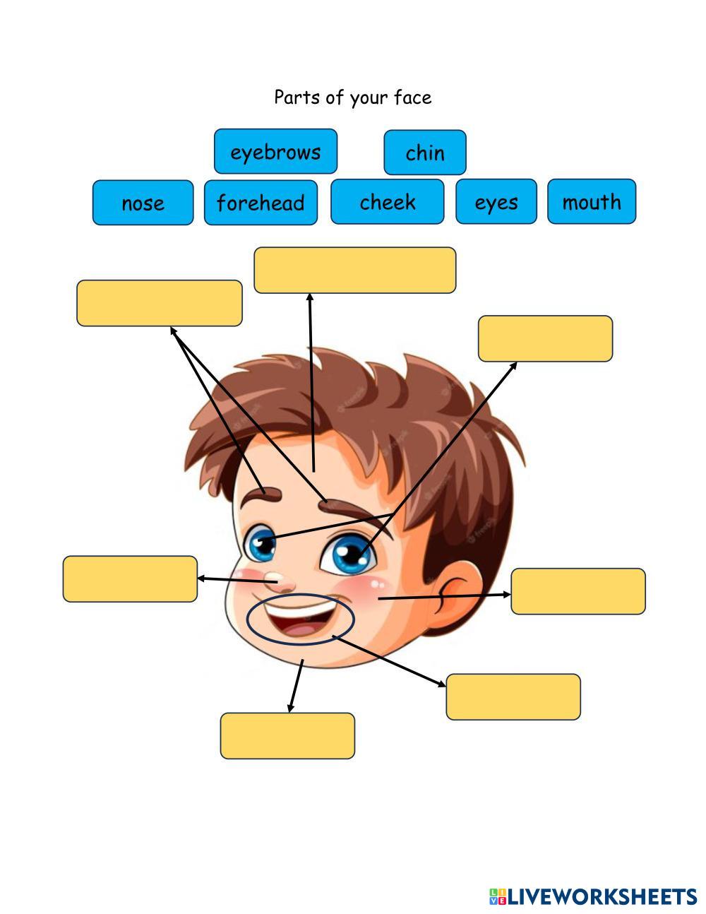 Parts of your face (MA) 7125607 | Ramona | Live