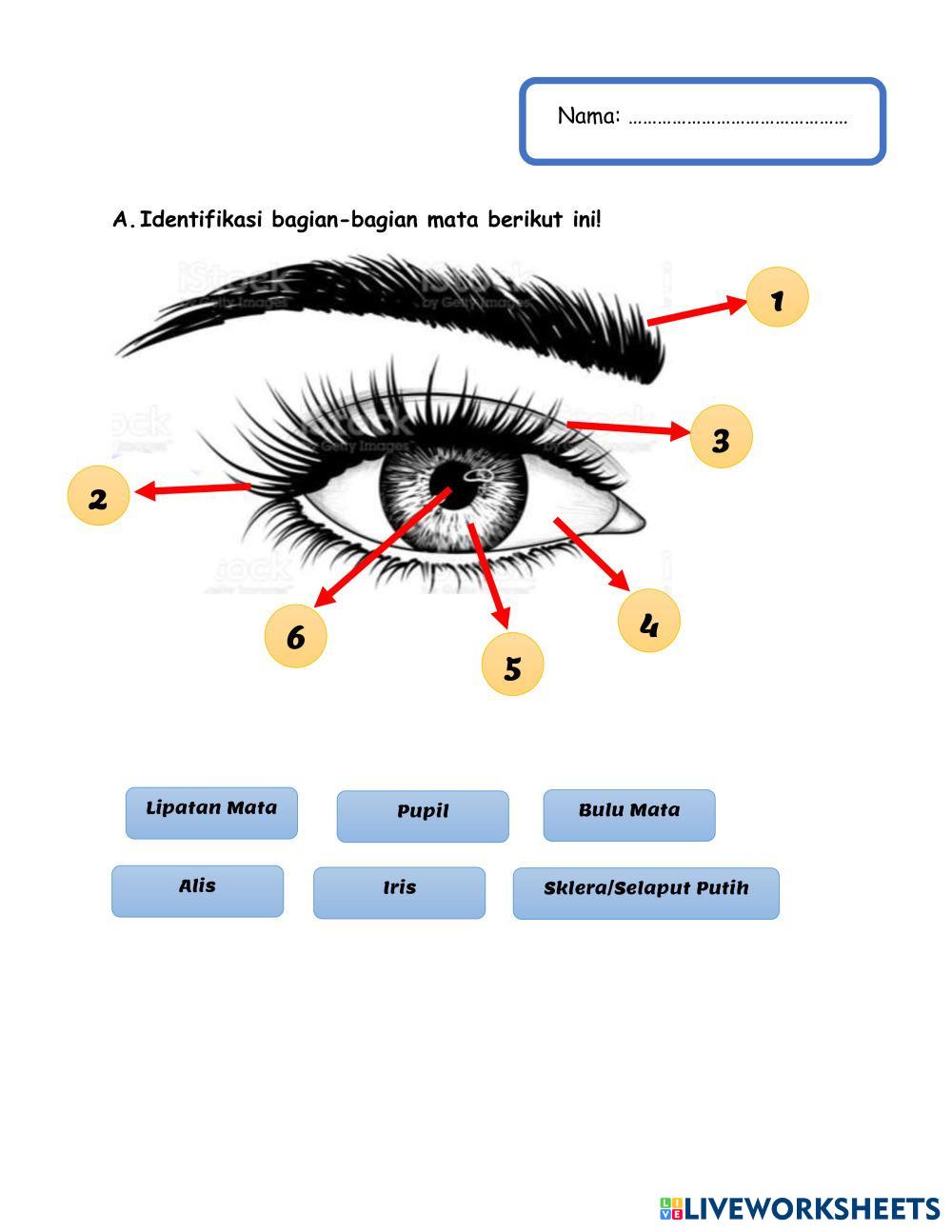 Mata 7132479 | de_arieanda | Live Worksheets
