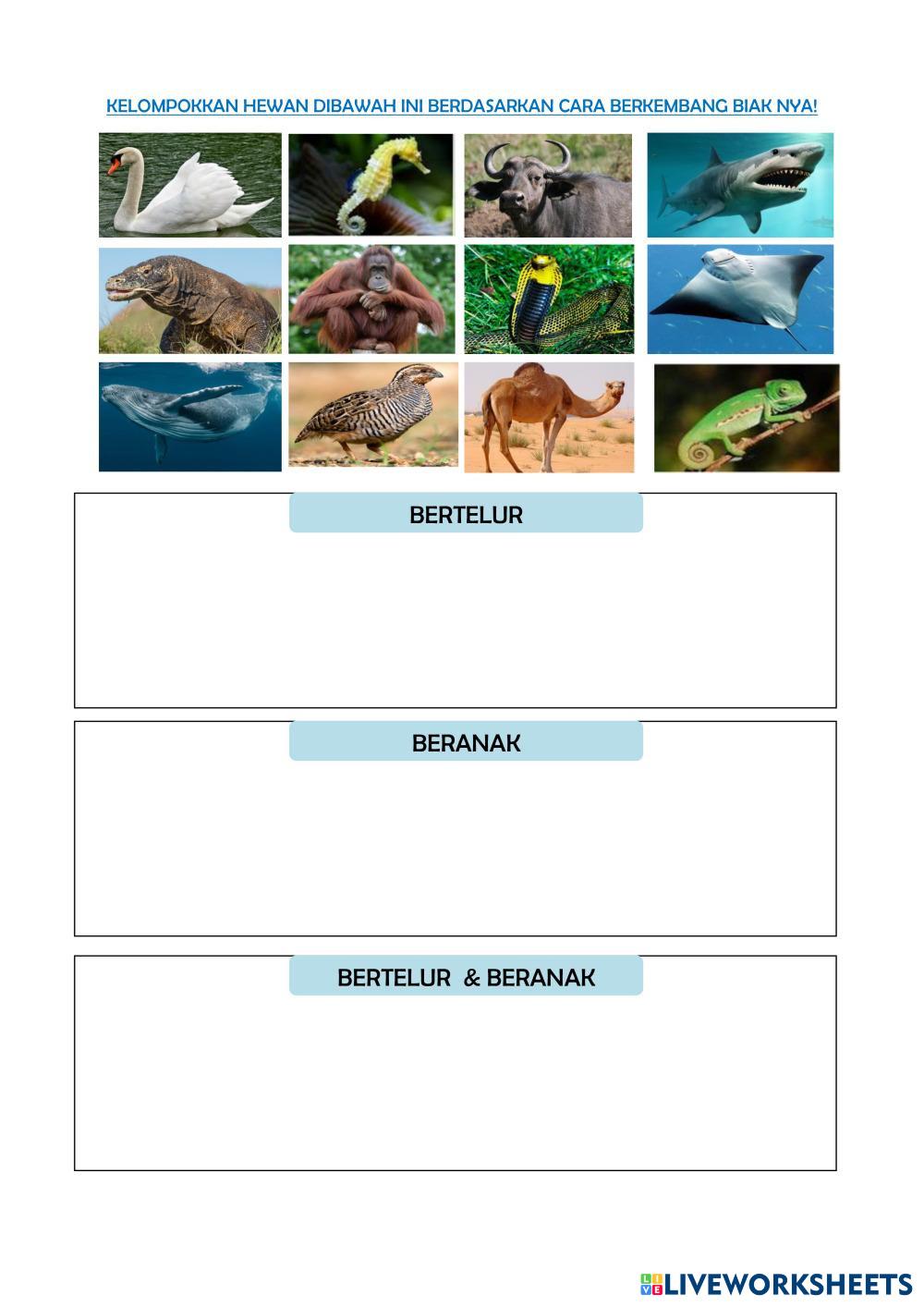 PERKEMBANGBIAKAN HEWAN | Live Worksheets