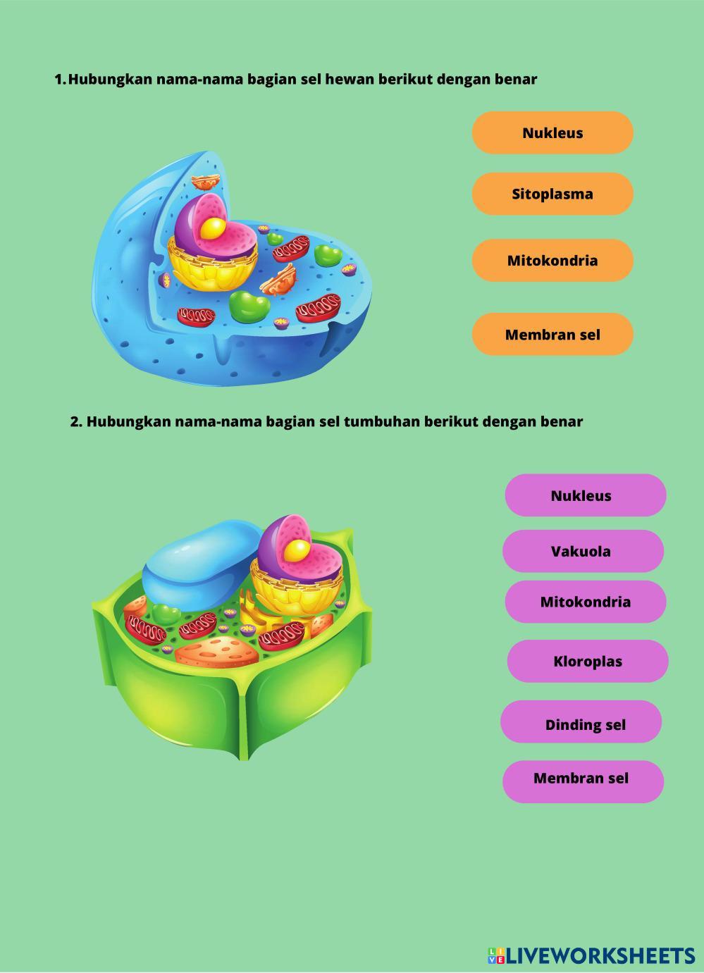 biologi | Live Worksheets