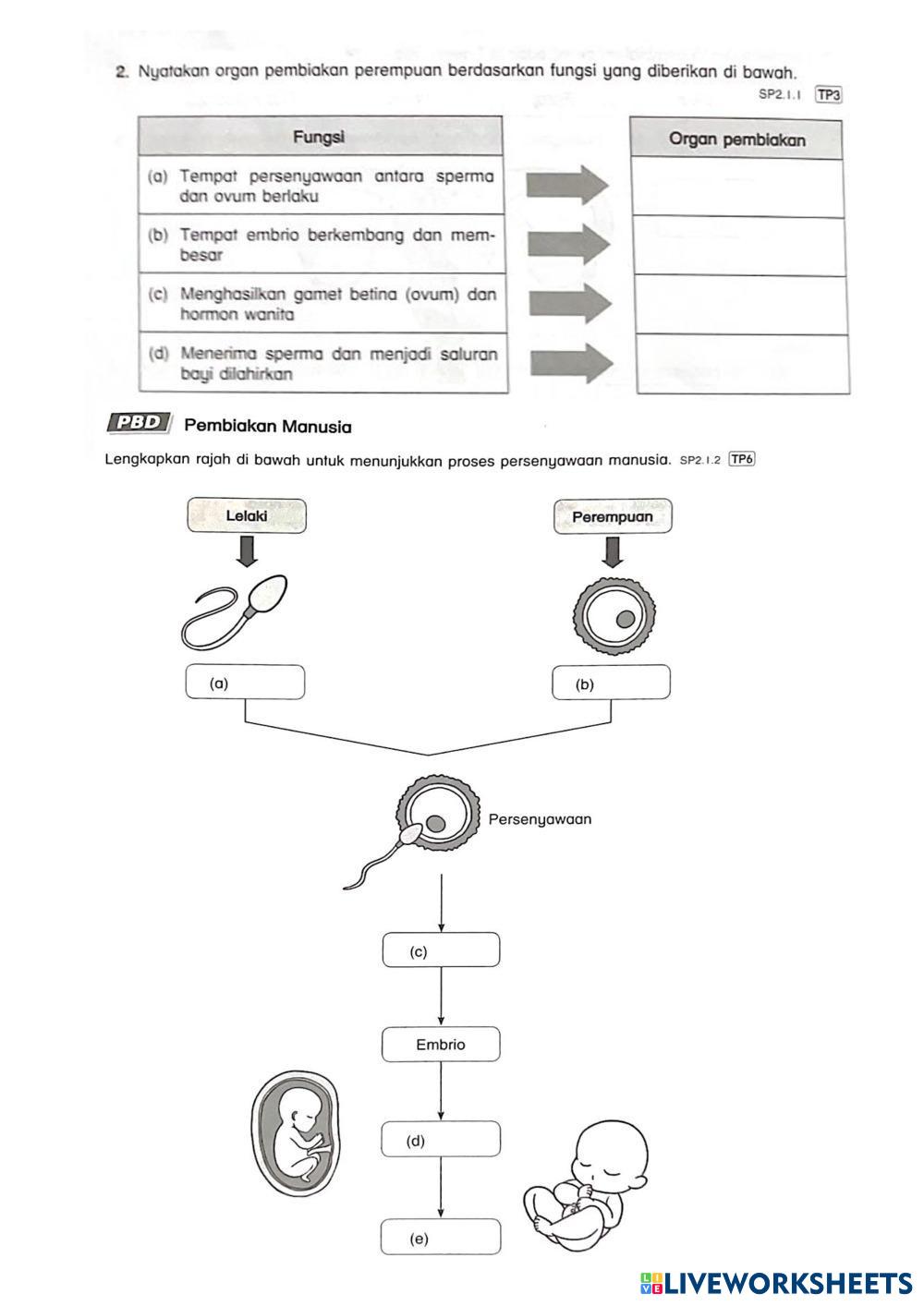 ORGAN PEMBIAKAN… | Free Interactive Worksheets | 7132536