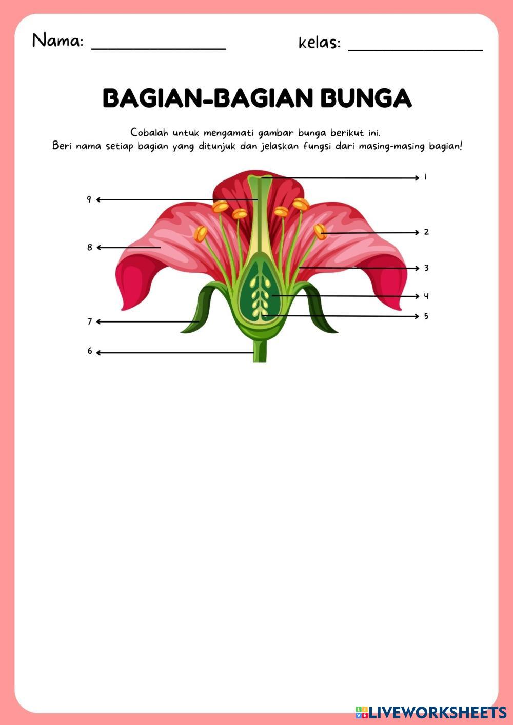 Bagian-bagian B… | Free Interactive Worksheets | 7134949