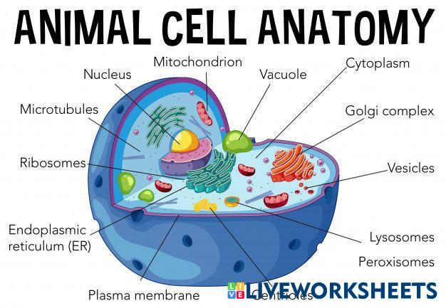 Cell Structure and Function: Eukaryote | Live Worksheets