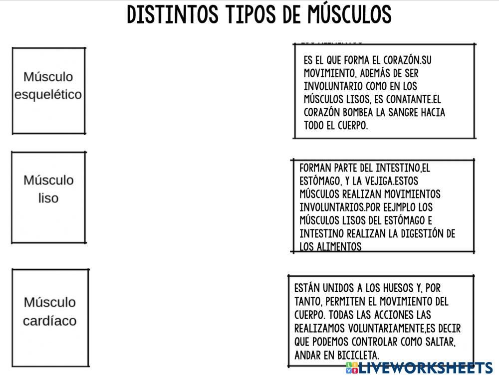Musculos del cuerpo humano | Live Worksheets