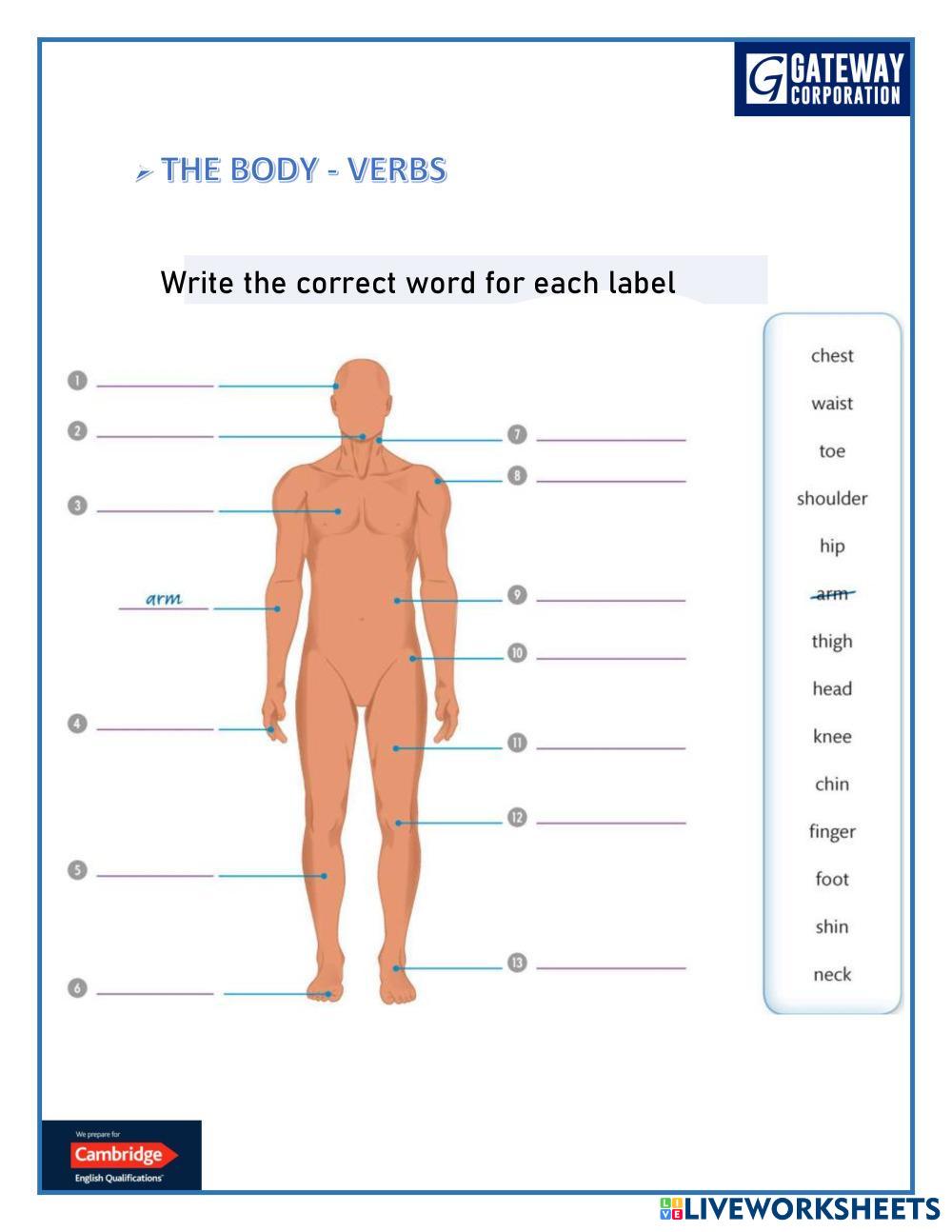THE BODY - VERBS | Free Interactive Worksheets | 7183156