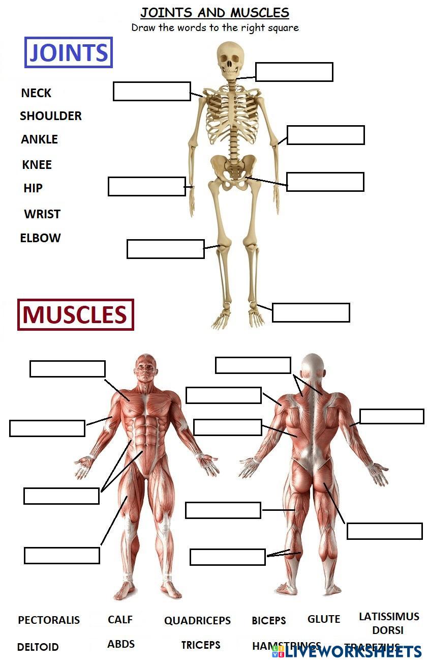JOINTS AND MUSCLES 7183728 | Cristina Esteban | Live