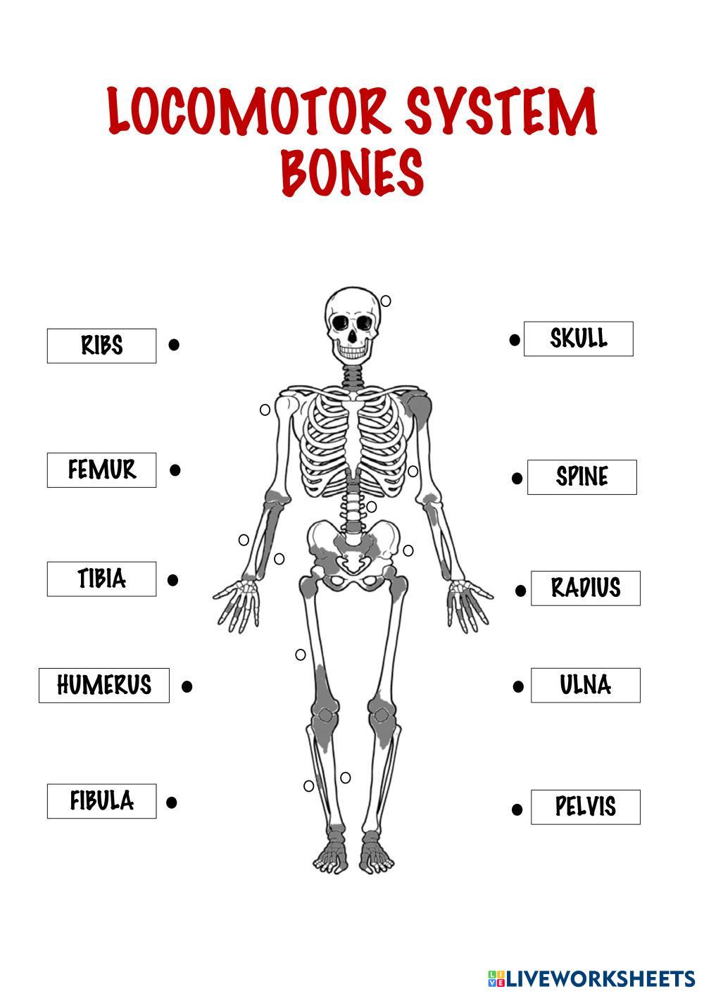 7188841 | LOCOMOTOR SYSTEM BONES | Eduardo Calero Criado