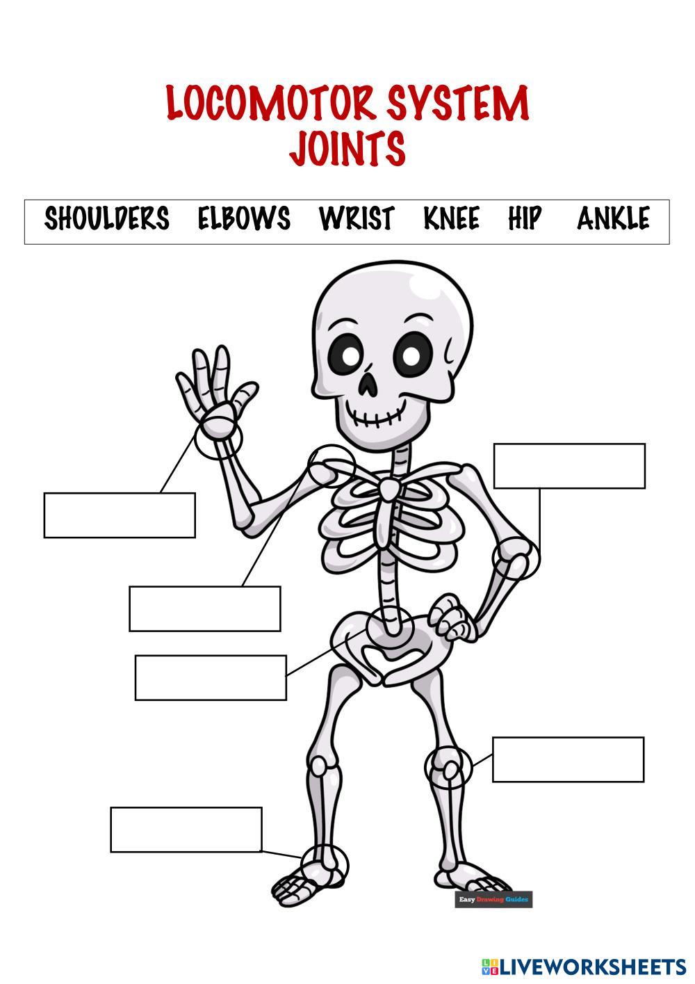 LOCOMOTOR SYSTEM JOINTS 7188875 | Eduardo Calero Criado