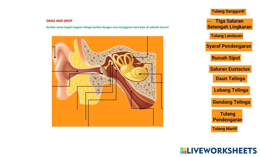 Bagian-bagian Telinga | Live Worksheets