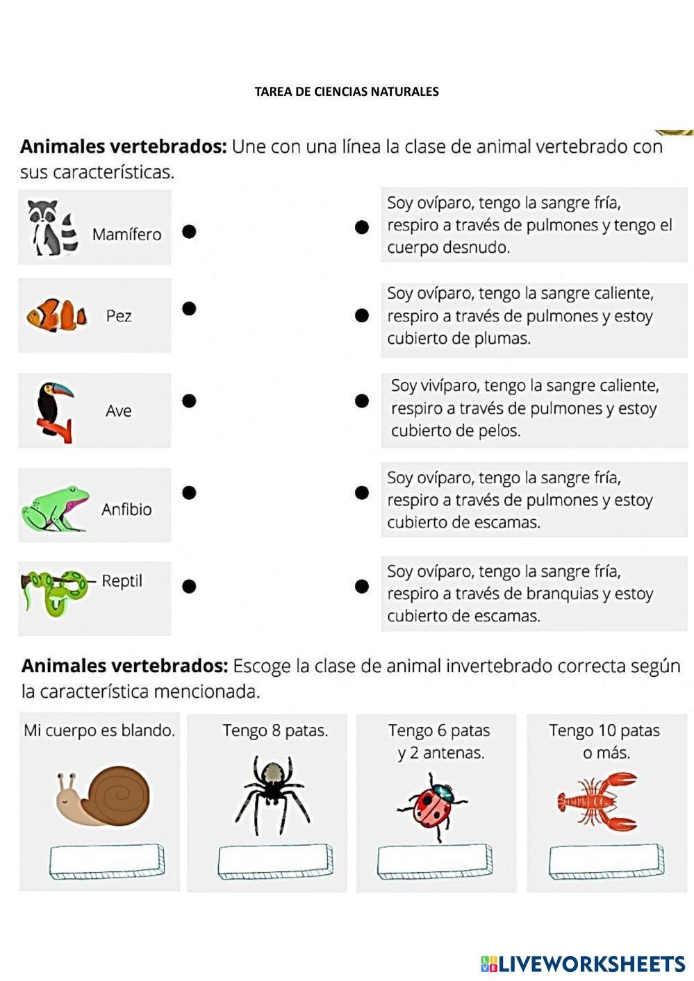 Animales Vertebrados | Live Worksheets