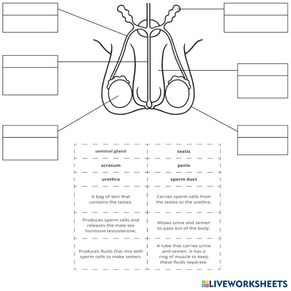 Male Reproductive System | Jake Carter | Live