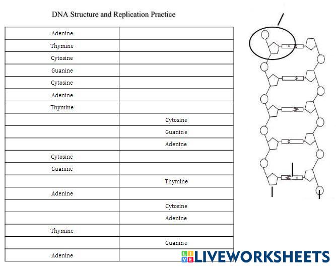 DNA | Free Interactive Worksheets | 7484113