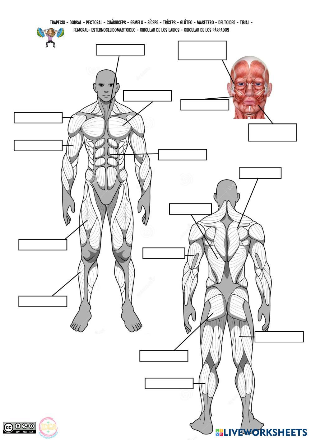 Músculos | Alba Santiago | Live Worksheets