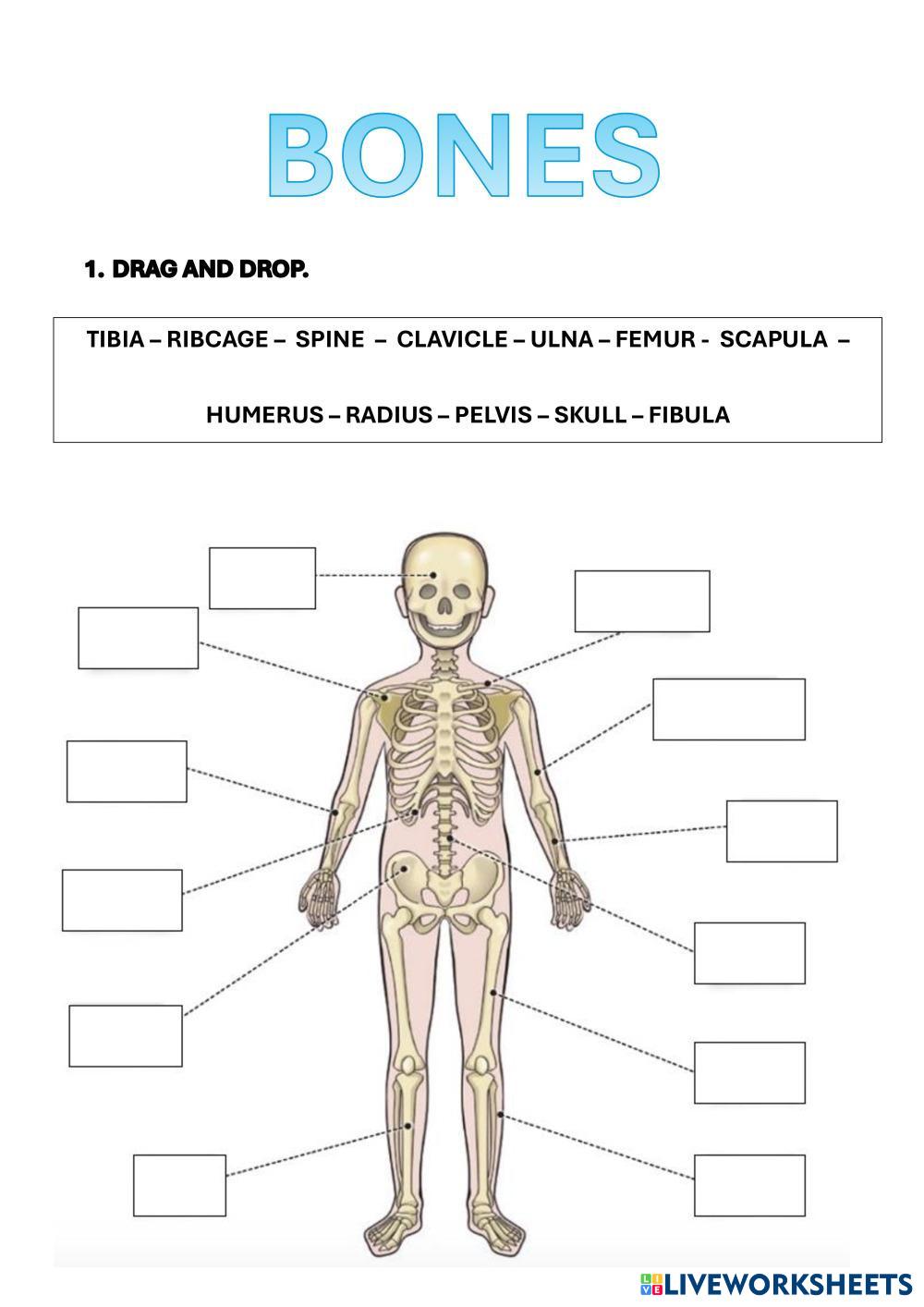 BONES | Live Worksheets