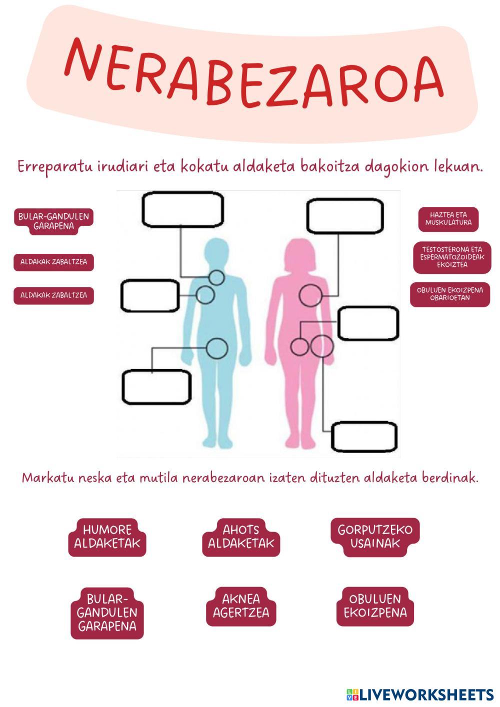 NERABEZAROA | Free Interactive Worksheets | 7524475