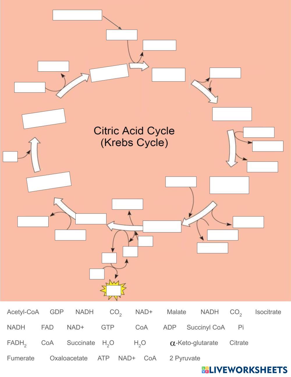 citric acid cycle practice problems