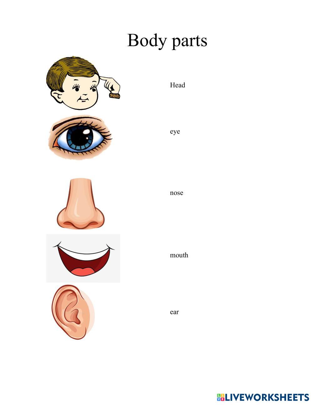Body parts | Live Worksheets