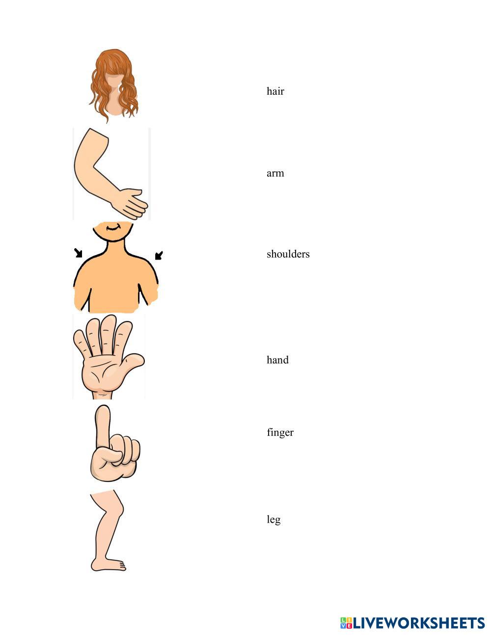 Body parts | Live Worksheets