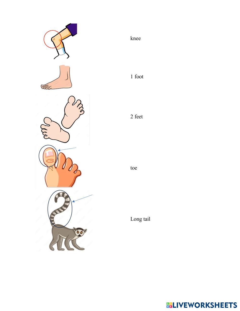 Body parts | Live Worksheets