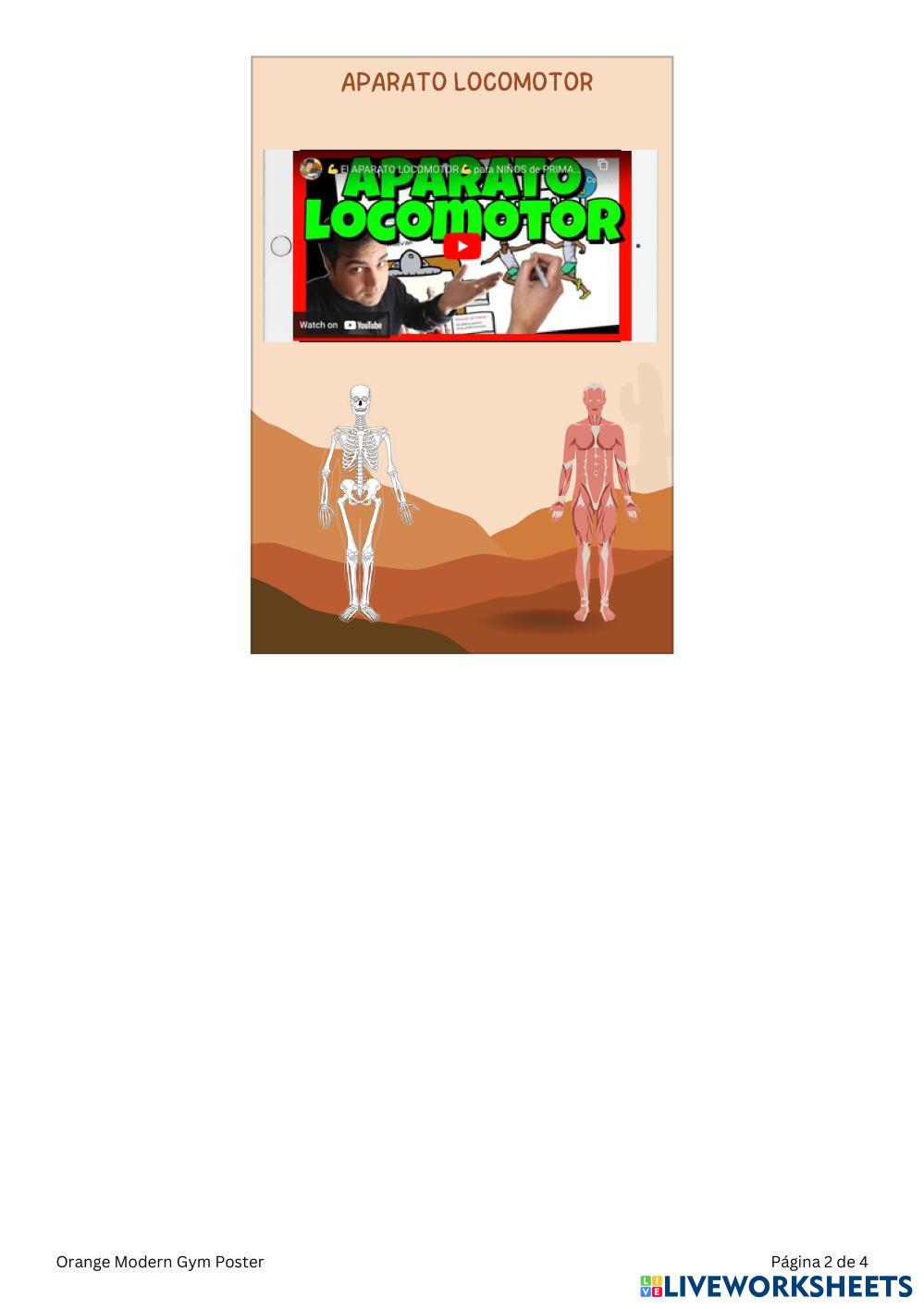 APARATO LOCOMOTOR | Live Worksheets