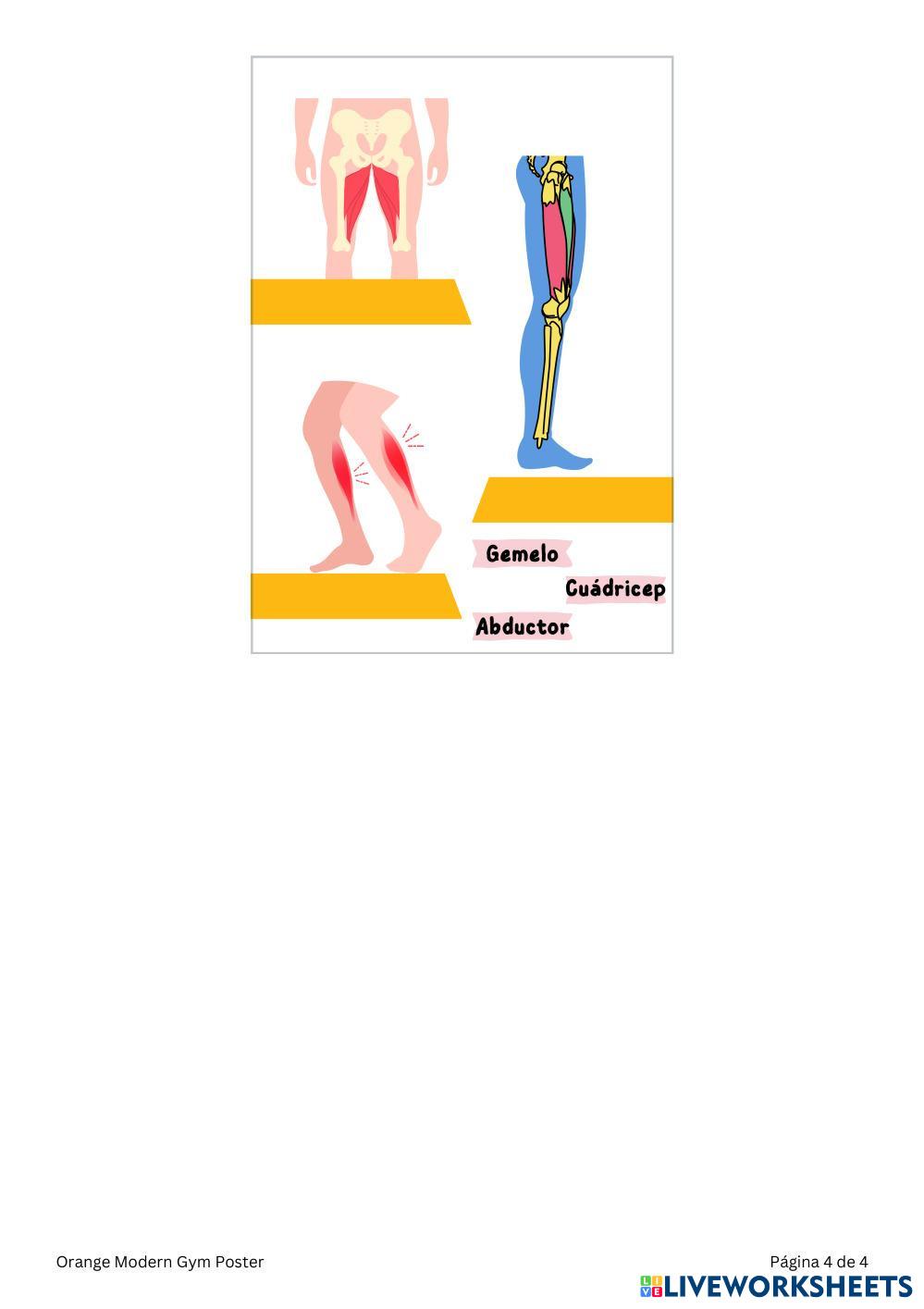 APARATO LOCOMOTOR | Live Worksheets