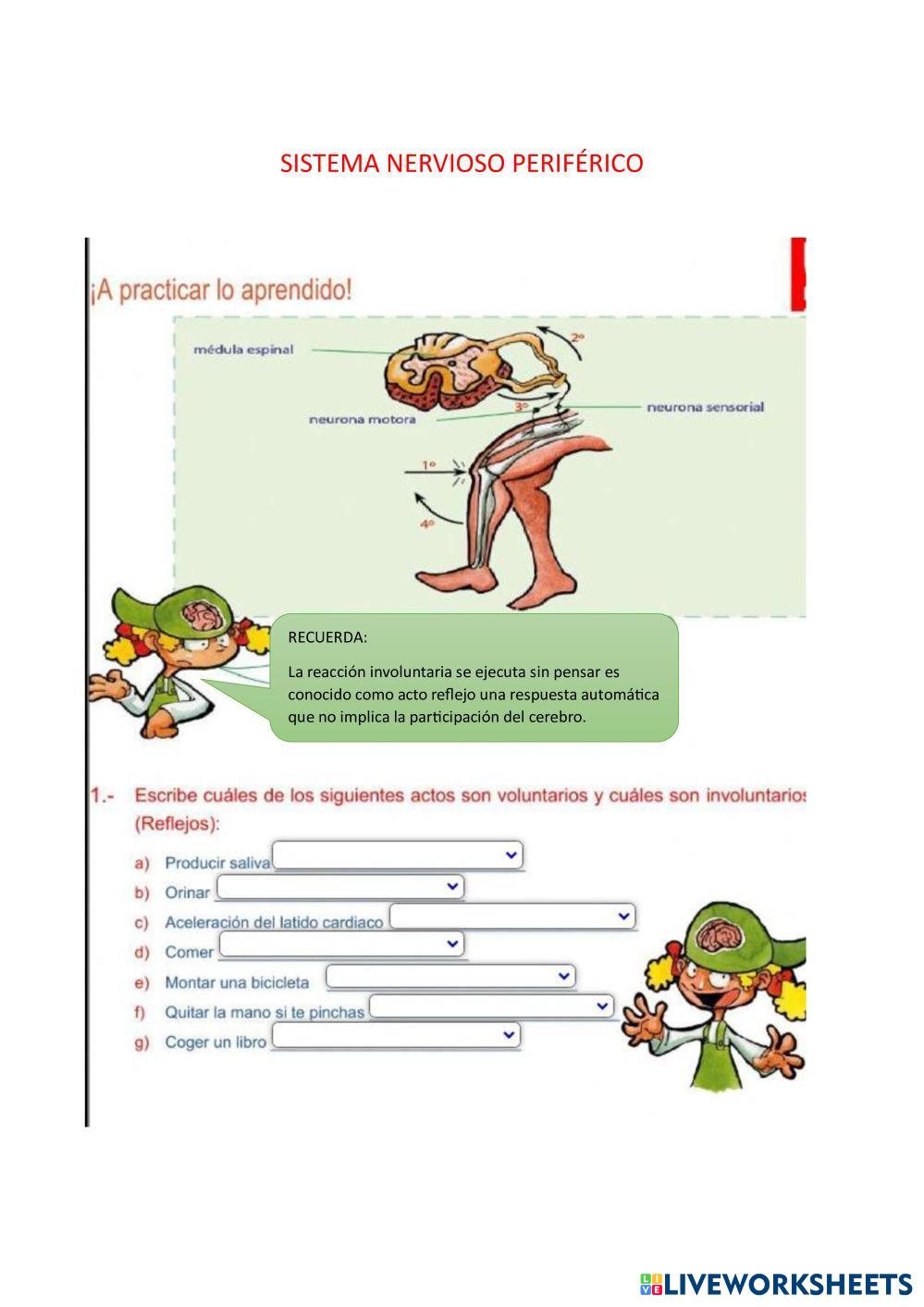 SISTEMA NERVIOS… | Free Interactive Worksheets | 7543485