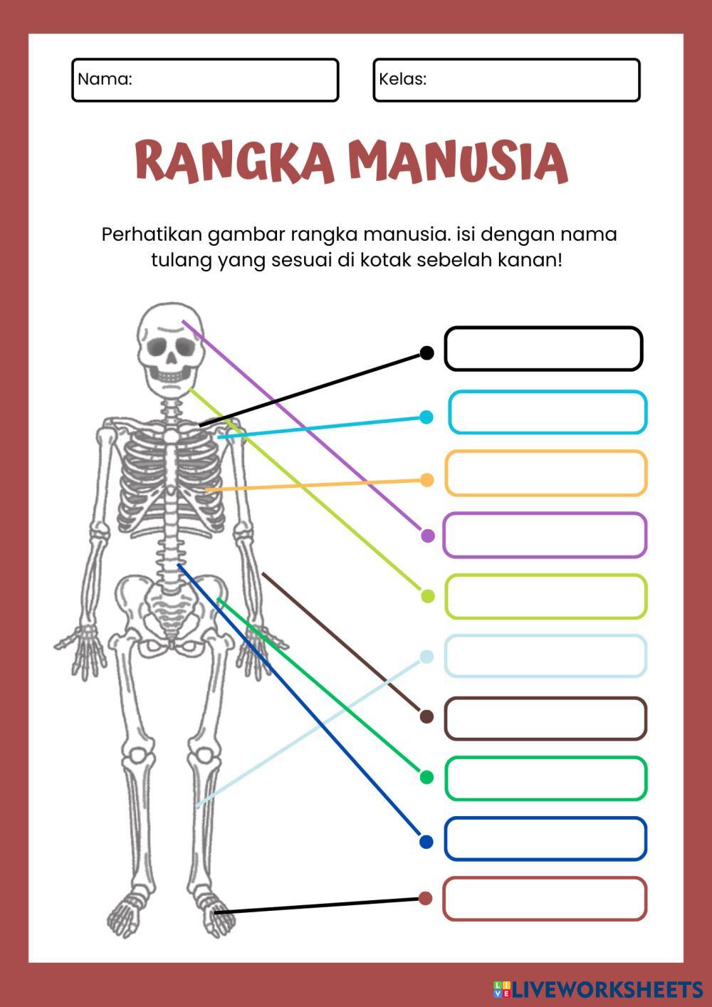 RANGKA MANUSIA | Free Interactive Worksheets | 7882315
