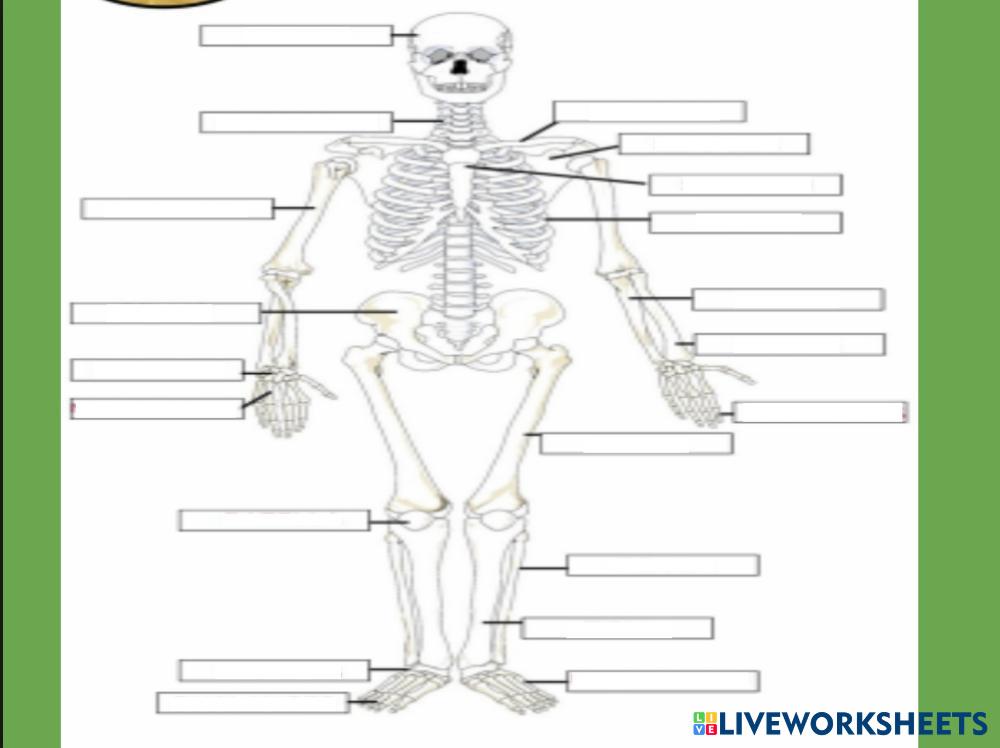 7913870 | Skeletal System | Teacher KaFer
