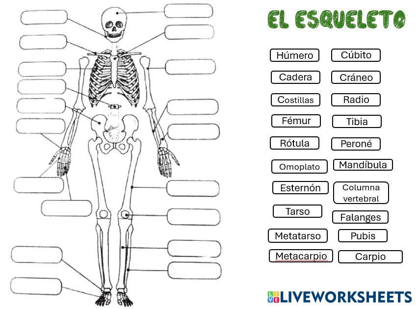 El esqueleto 7932893 | Sara Tribaldos | Live Worksheets