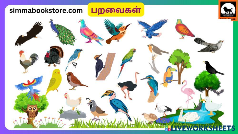 7966831 | Birds in Tamil | Birds Names in Tamil | Santhi