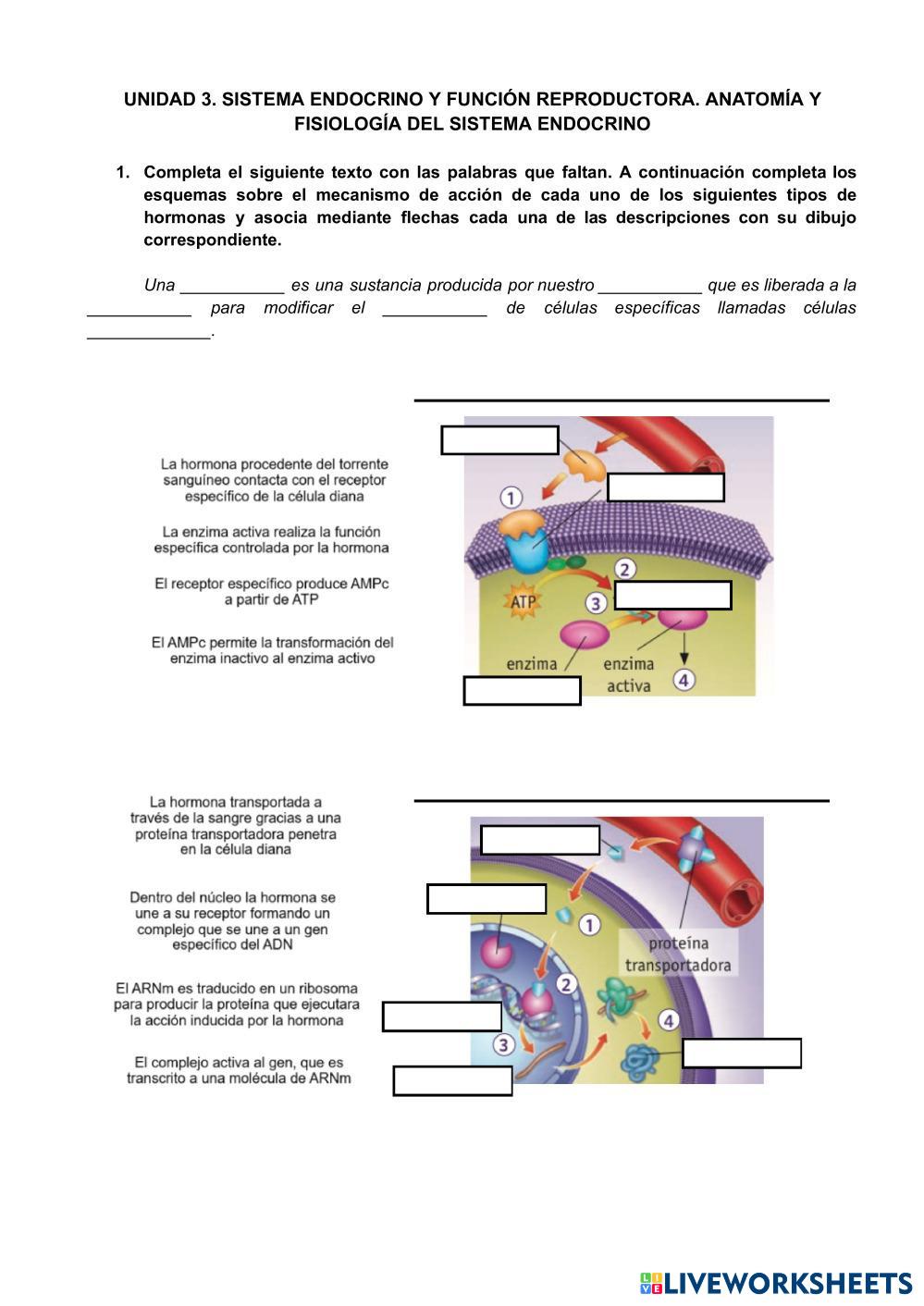 El sistema endo… | Science Worksheets | 7974020