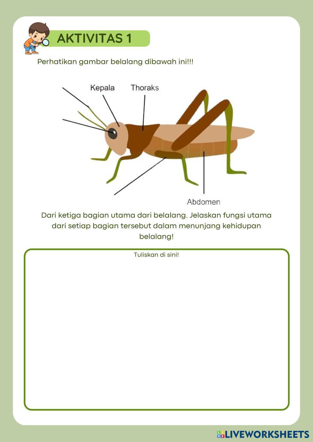 Filum Arthropoda | Free Interactive Worksheets | 7994856