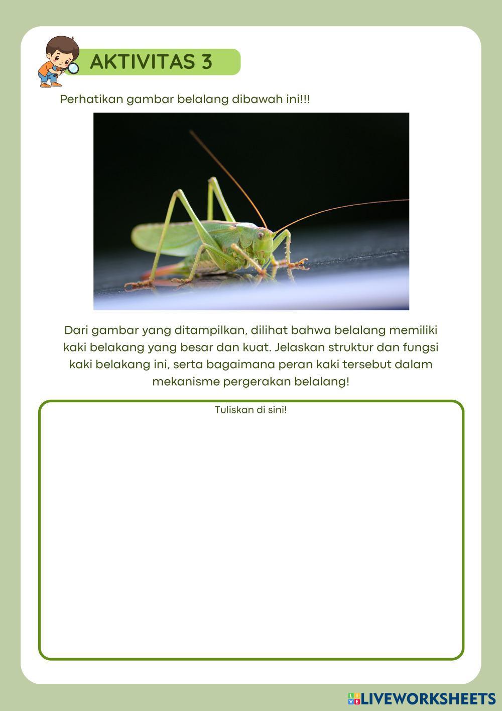 Filum Arthropoda | Free Interactive Worksheets | 7994856