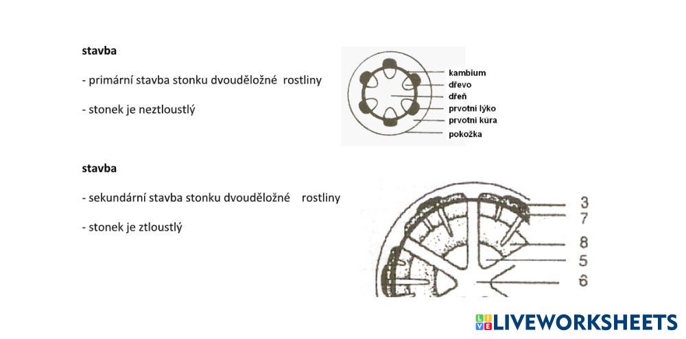 Stavba stonku -… | Free Interactive Worksheets | 7555323