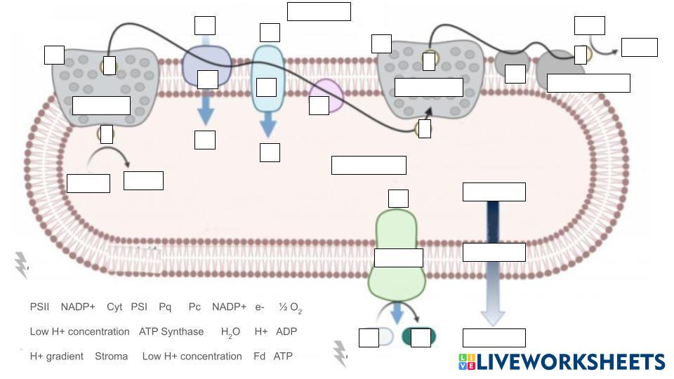 Photosynthesis Electron Transport Chain | Live Worksheets