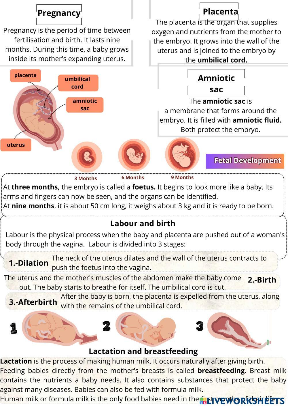 Pregnancy | Free Interactive Worksheets | 7562489