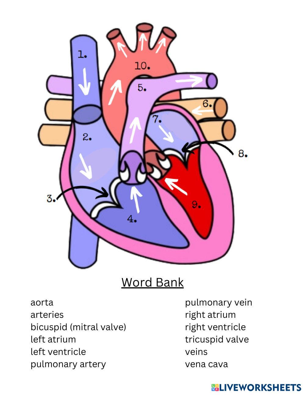 interactive heart labelling