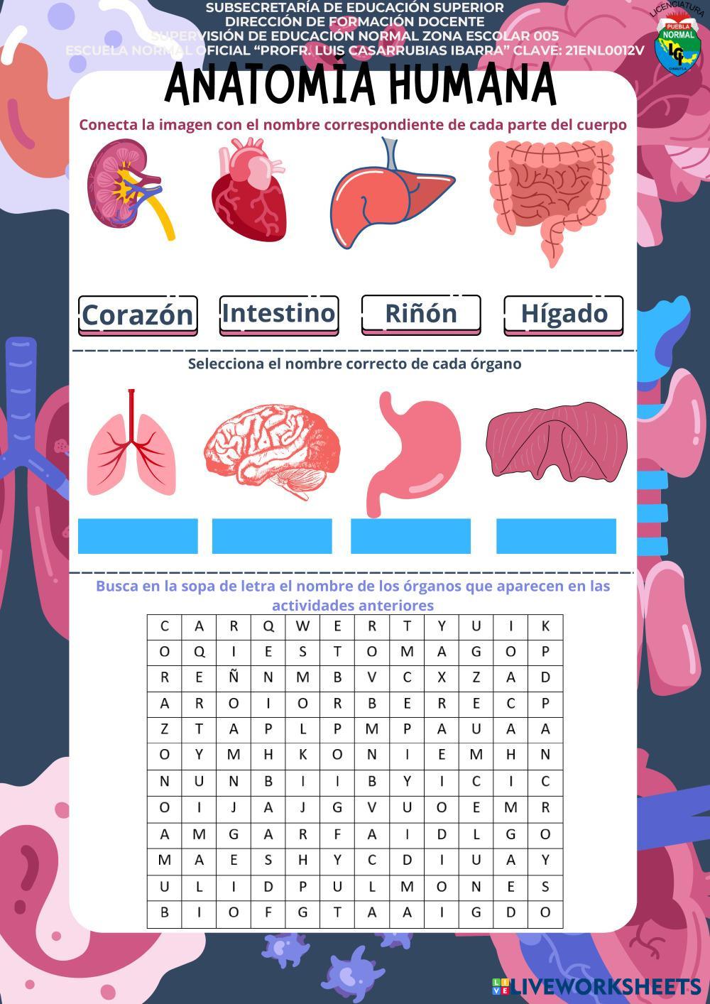 Anatomía humana | Free Interactive Worksheets | 7575501