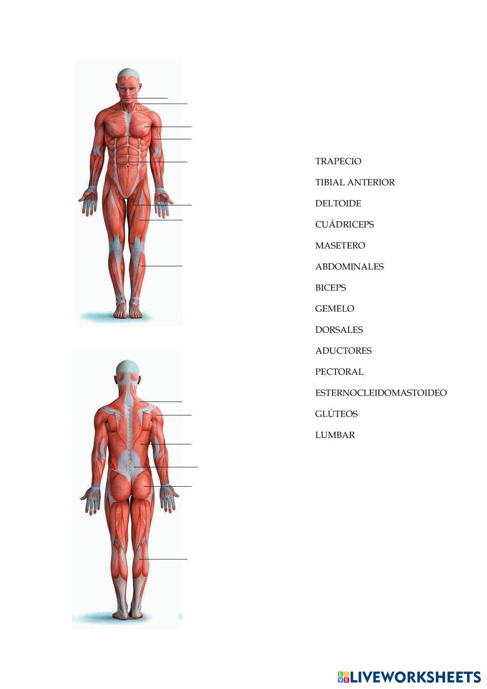 Músculos del Cuerpo Humano | Live Worksheets