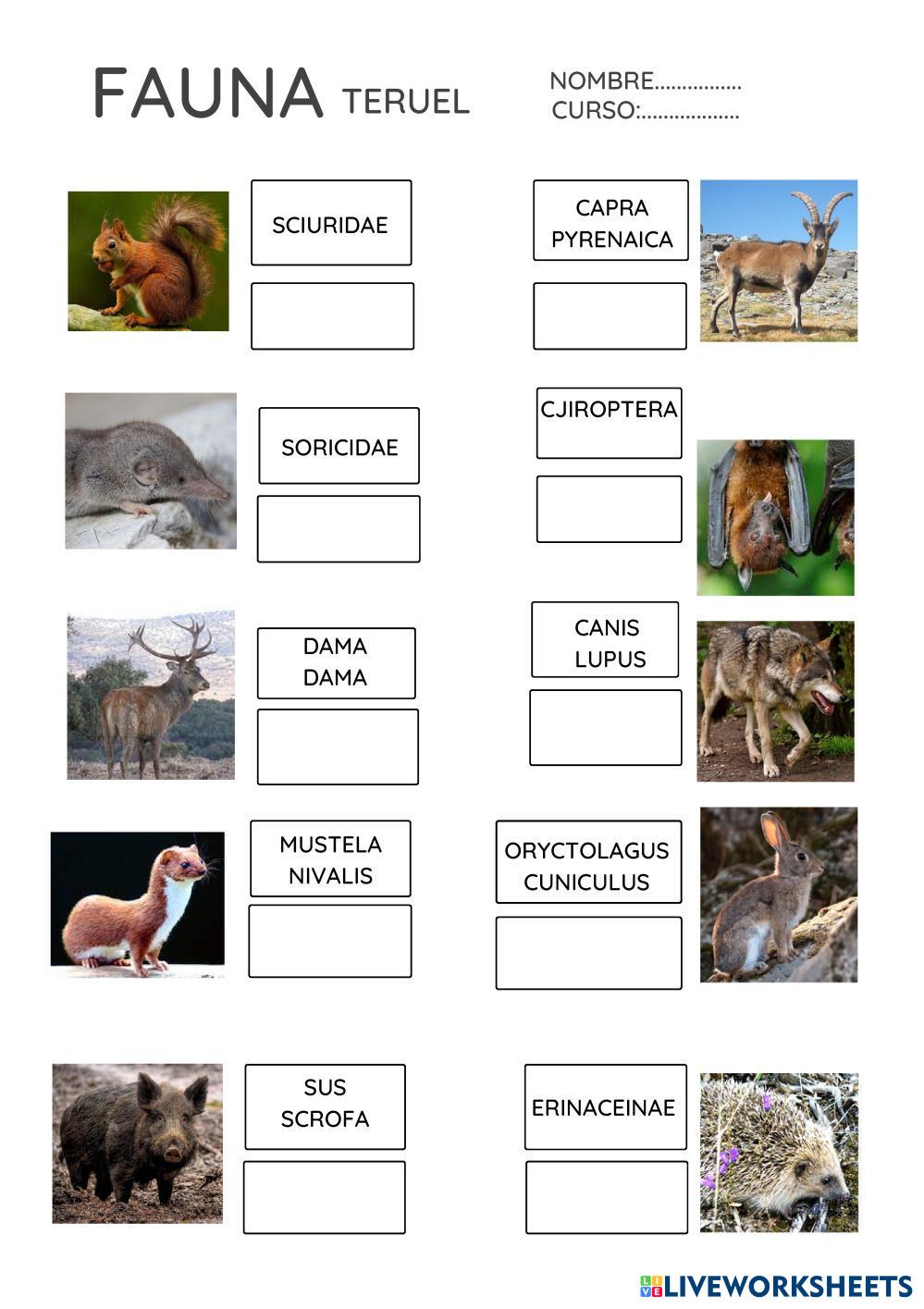 FLORA Y FAUNA TERUEL | Live Worksheets