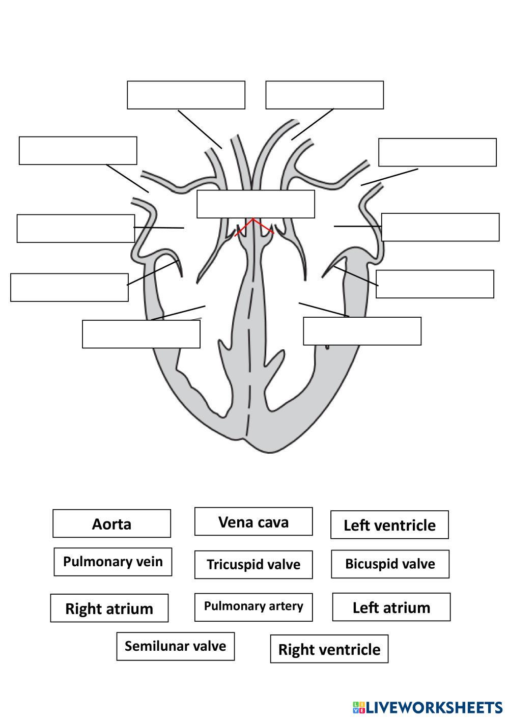 Heart structure | Live Worksheets