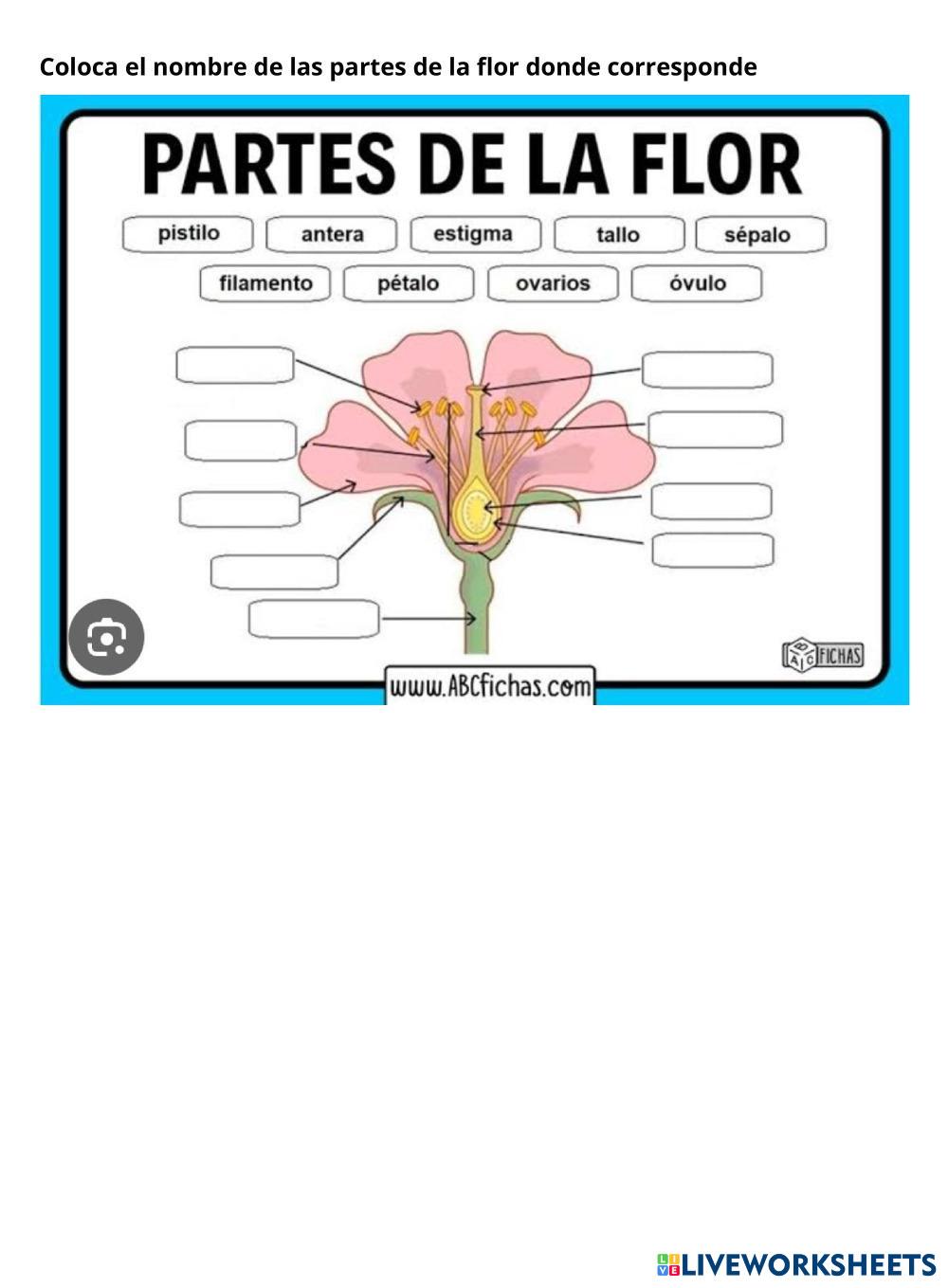 Ficha interactivas | Live Worksheets