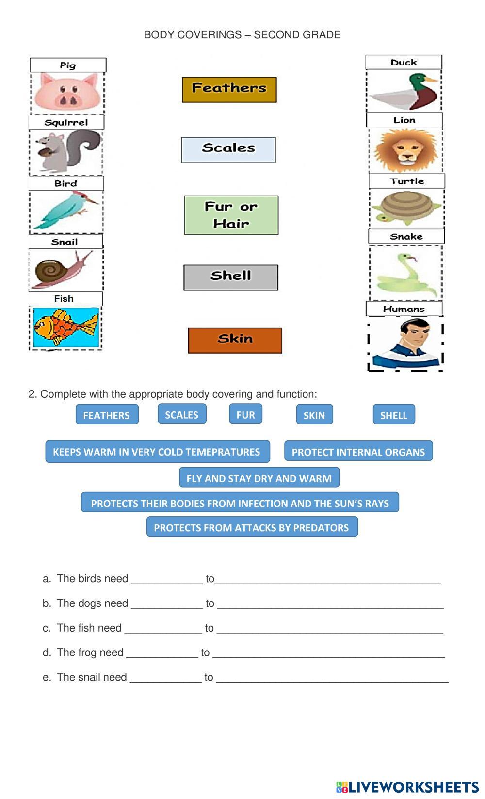 BODY COVERINGS | Free Interactive Worksheets | 7615491