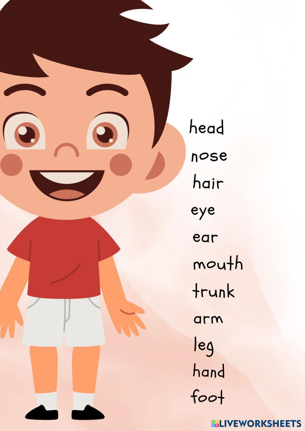 7622030 | body parts | Miss Awe | LiveWorksheets